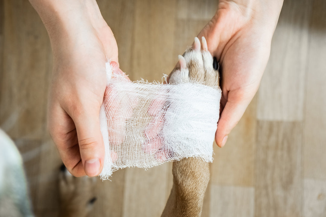 Hot Weather Help: Paw Pad Burns – Tomlinson's Feed