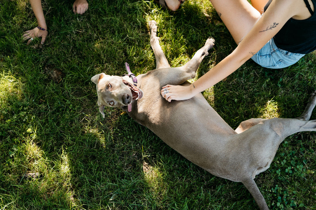 Dog Heat Rash: How to fix hot spots & heat bumps – Tomlinson's Feed