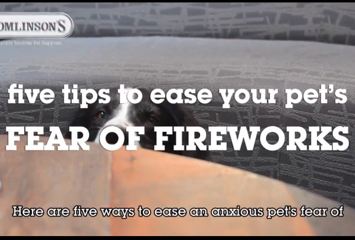 5 Tips to Ease a Pet's Fear of Fireworks – Tomlinson's Feed