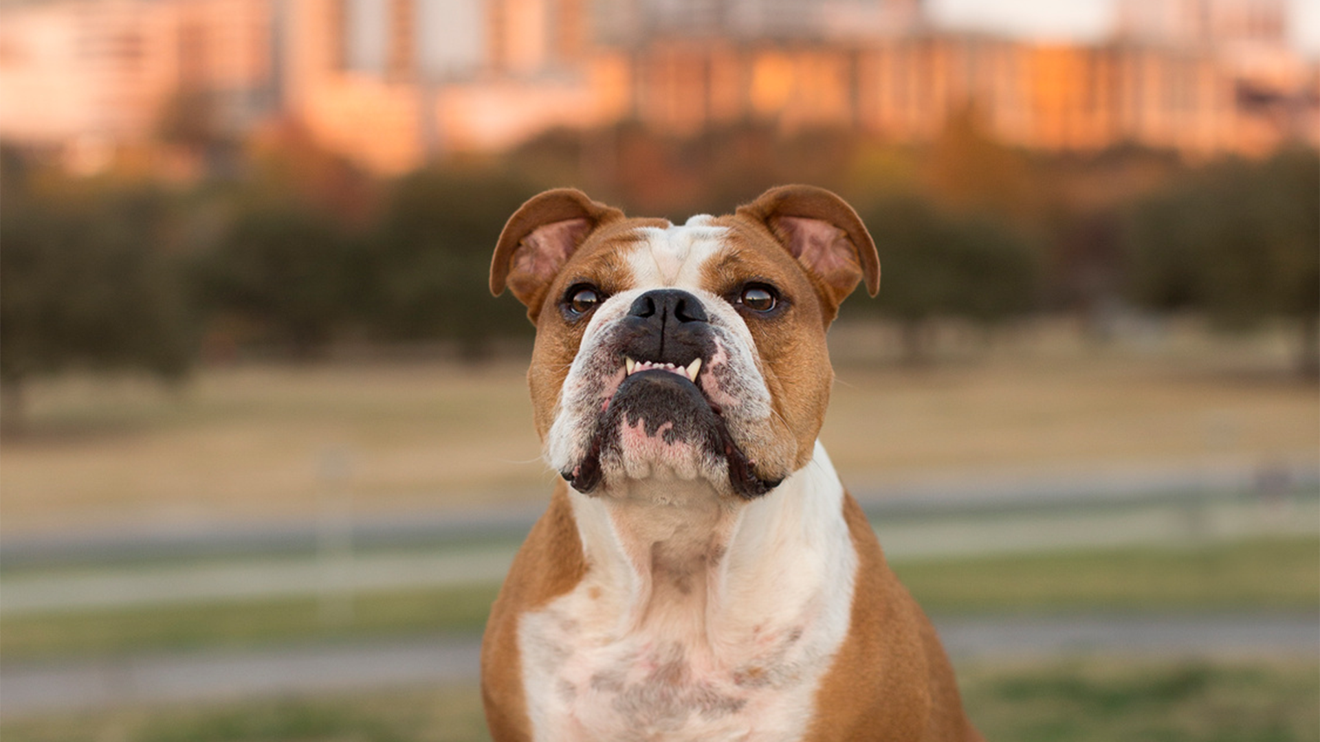 Tomlinson's Feed - Austin's Local Trusted Pet Store
