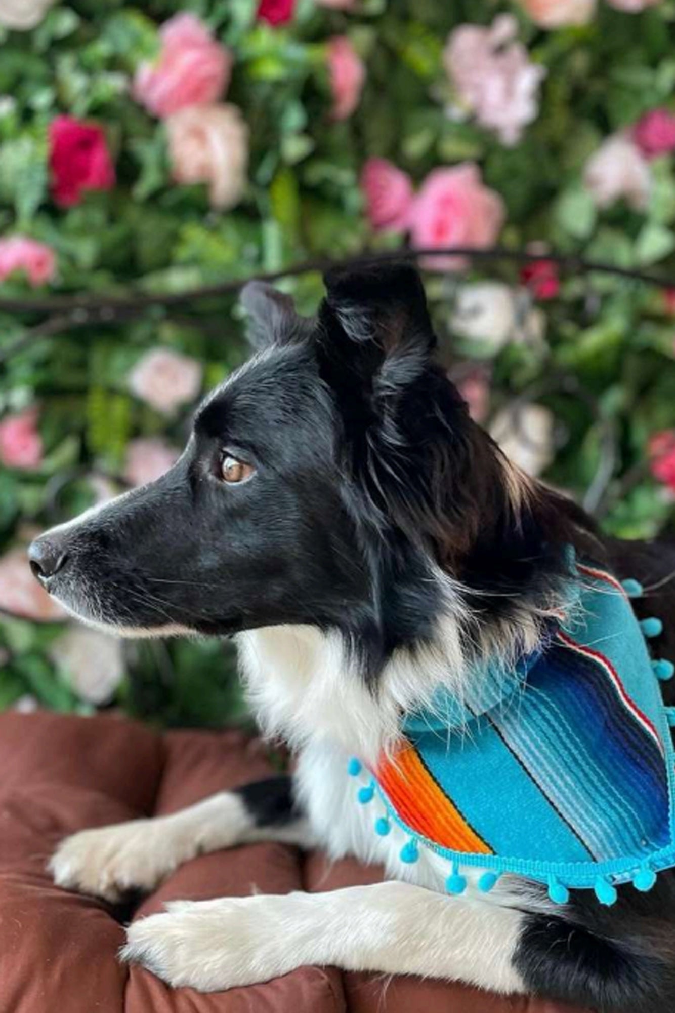 Tulum Handmade Blue Bandana Dog Collar in Austin, Texas – Tomlinson's Feed